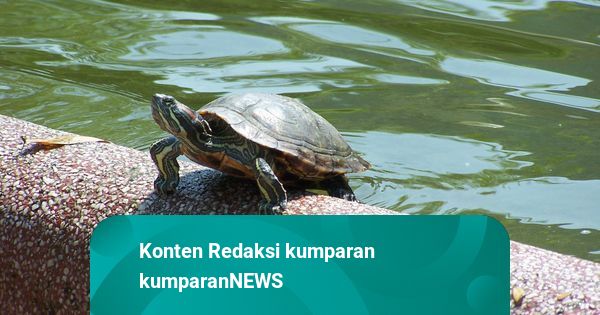 Peneliti Kamboja Temukan Sarang Kura-kura Langka | kumparan.com Peneliti Kamboja Temukan Sarang Kura-kura Langka | kumparan.com